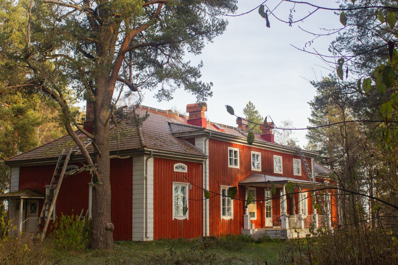 Varjakan uusi elämä